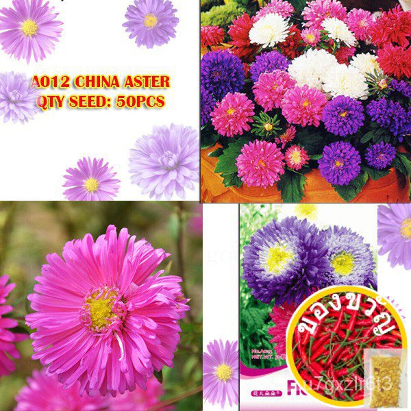 CHINA ASTER SPECIES SEEDS FLOWER GODDESS VEGETABLE FLOWER FRUIT HERB ...