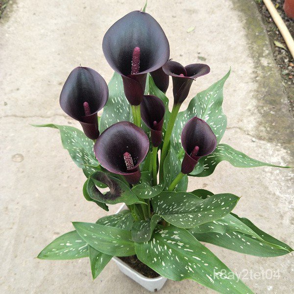 50pcs Calla Lily Rare Flower Seeds Bonsai Potted Plant Perennial ...