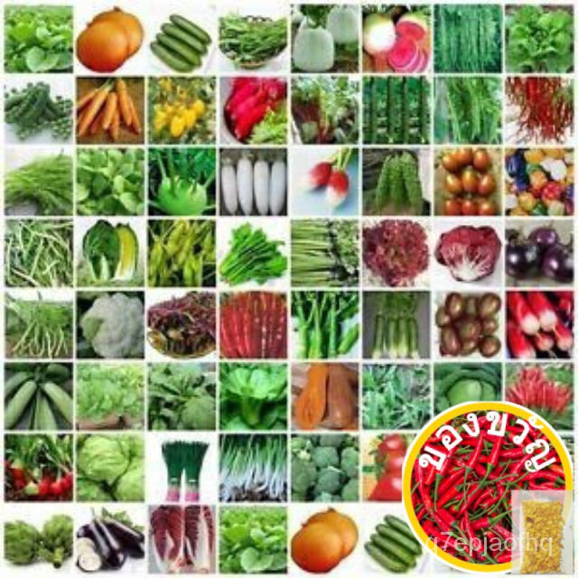 Benih Sayur-sayuran Varieties of Vegetable Seeds เมล็ดพืช- Kingผักชี ...