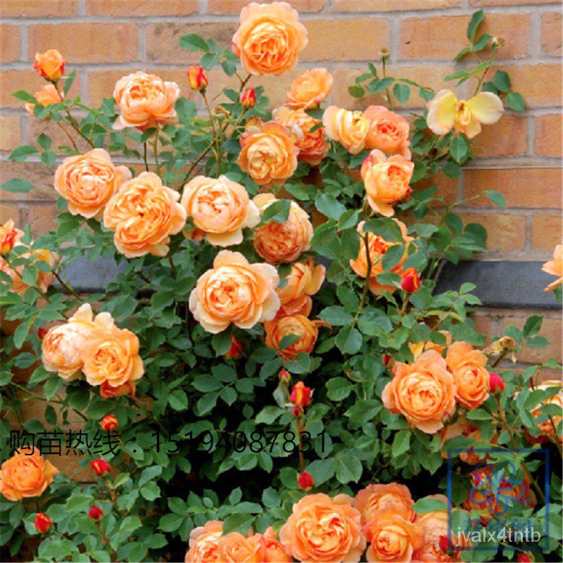 10 pieces of Lady Charlotte rose seeds with excellent varieties 01Sg ...