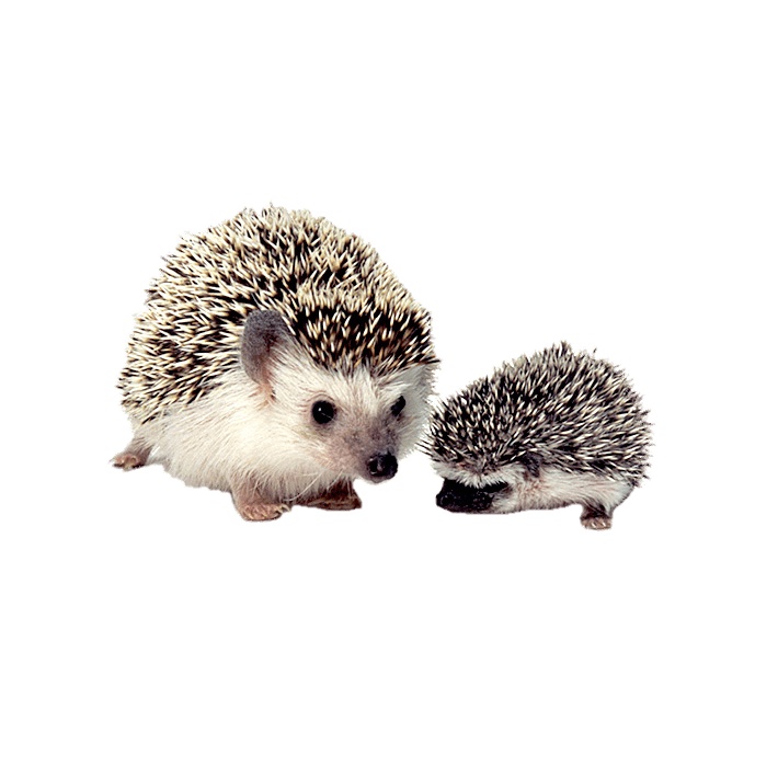 หนอนอบแห้ง หนอนนก JOYLY 50 G. กรัม โปรตีนสูง สำหรับสัตว์เล็ก - goody_snacks - ThaiPick