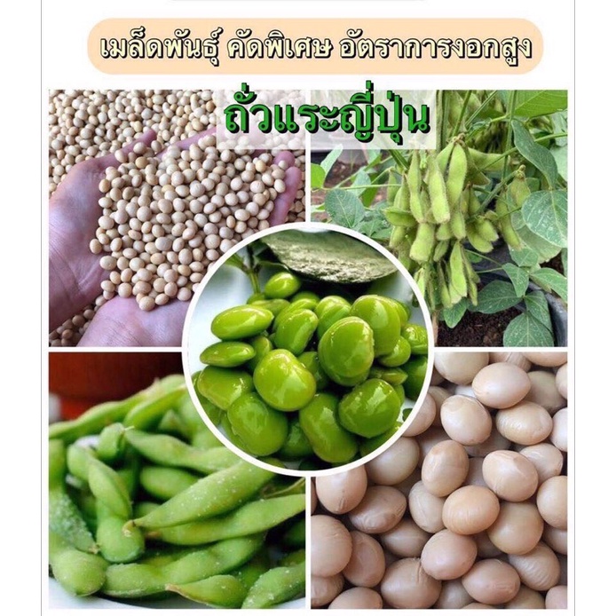 ถั่วแระญี่ปุ่น ซื้อ1 แถม1 | Shopee Thailand