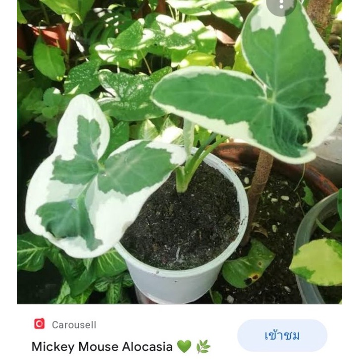 Mickey Mouse Alocasia | Shopee Thailand