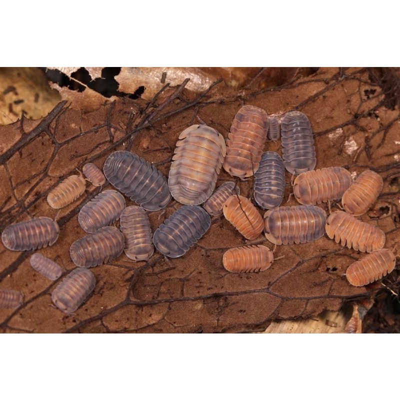 isopod cubaris sp.Platin - sin_isopod - ThaiPick