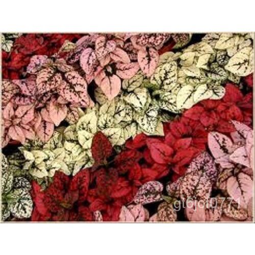 Sure Germination Rate25 HYPOESTEPolka Dot Plant Splash Rose SeedsLike ...