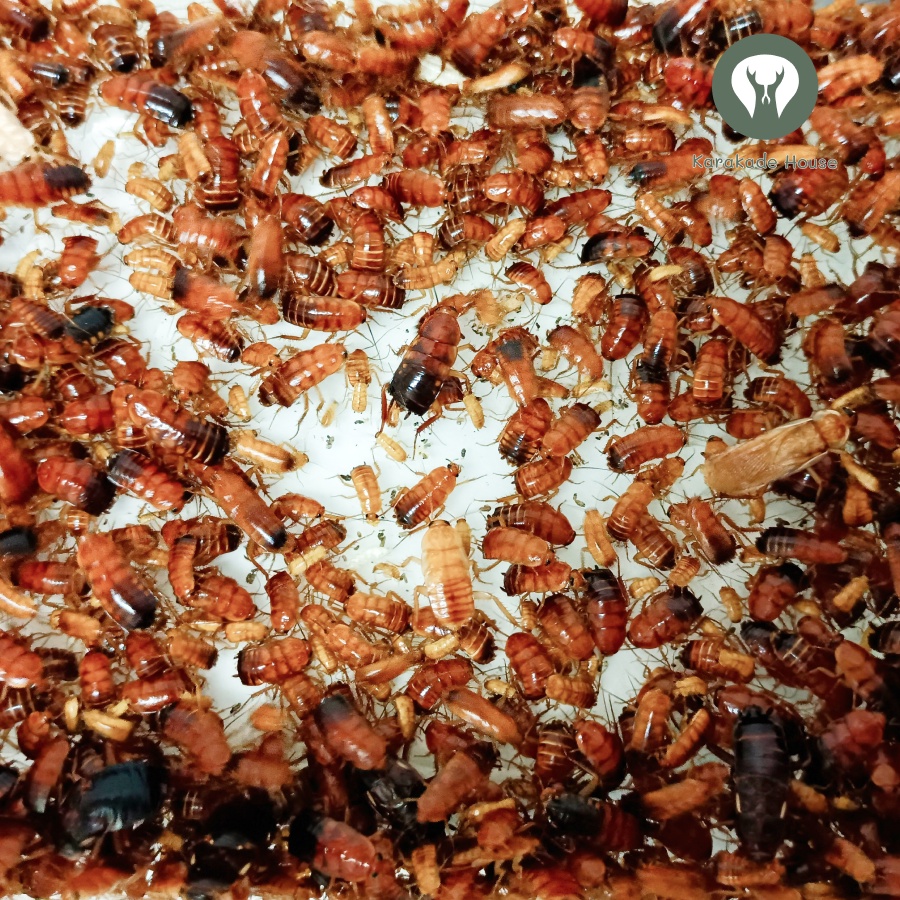 แมลงสาบเรดรันเนอร์ (Red runner roach) อาหารสัตว์เลื้อยคลาน เม่นแคระ นก ...