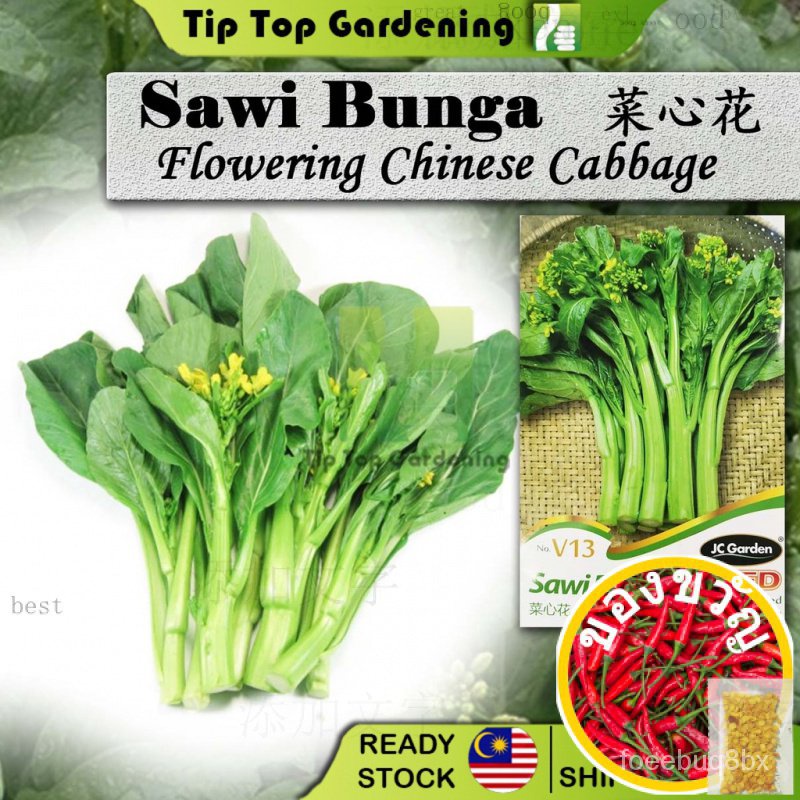 V13 FLOWERING CHINESE CABBAGE JC GARDEN VEGETABLE SEED BIJI BENIH SAWI ...