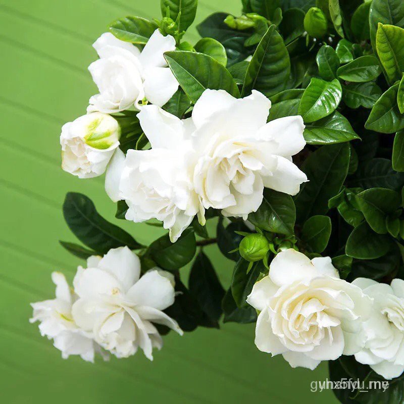 Ready Stock Flower Seed Jasmine Biji Benih Bunga Jasmine Flower Seeds ...