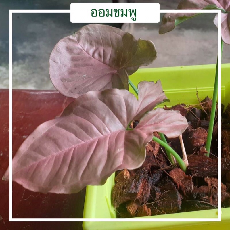 Treesum, ร้านค้าออนไลน์ | Shopee Thailand