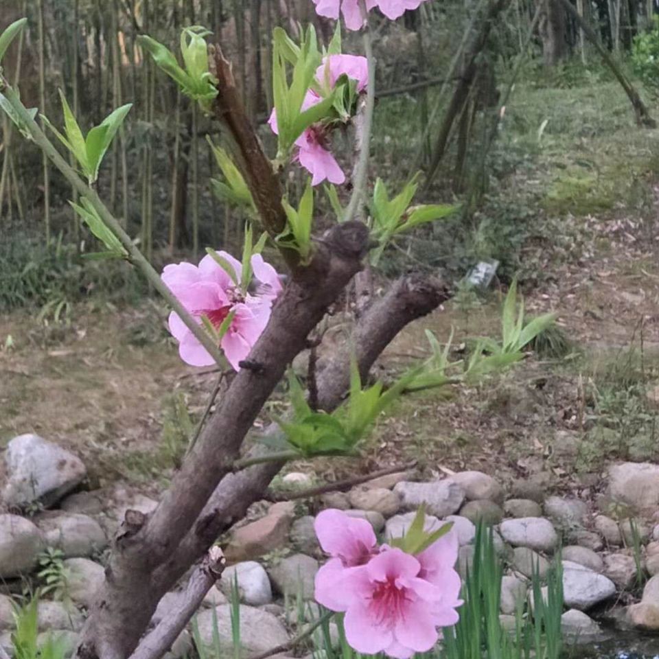 Promotion] Hui Ming Xuan tea Dendrobium native product Huoshan Huangya ...