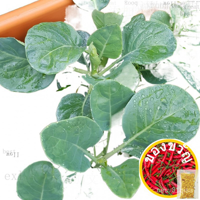 funiture SG 150 Vegetable Seeds คะน้า (Kai Lan) seeds (fr SG)edเมล็ด ...