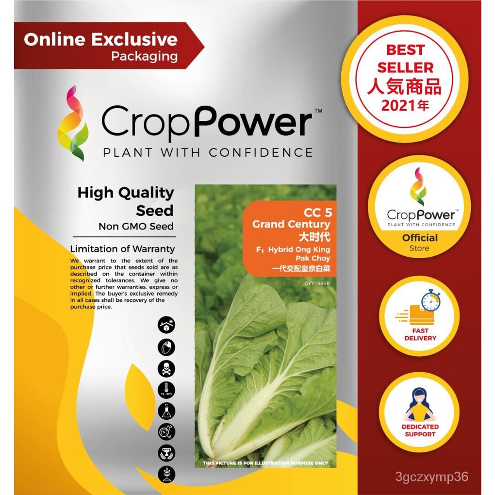 จุดประเทศไทย Chinese Cabbage seeds Benih Kubis Cina เมล็ดกะหล่ำปลีทอง ...