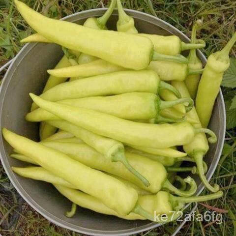 Biji Benih Lada Jed Putih (30 Seeds) หยกขาวพริกไทยเมล็ด Formica สีขาว ...