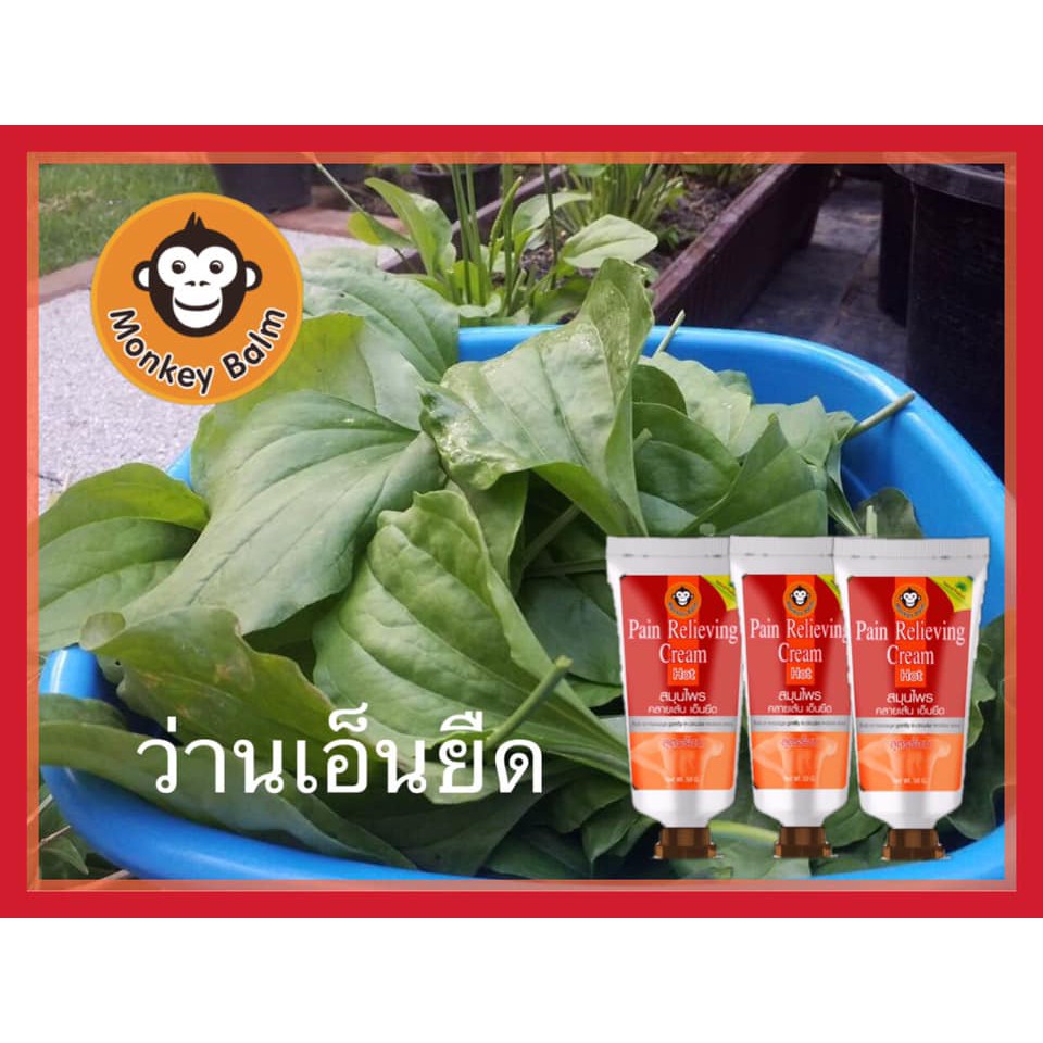 สมุนไพรคลายเส้นเอ็นยืด Monkey Balm | Shopee Thailand