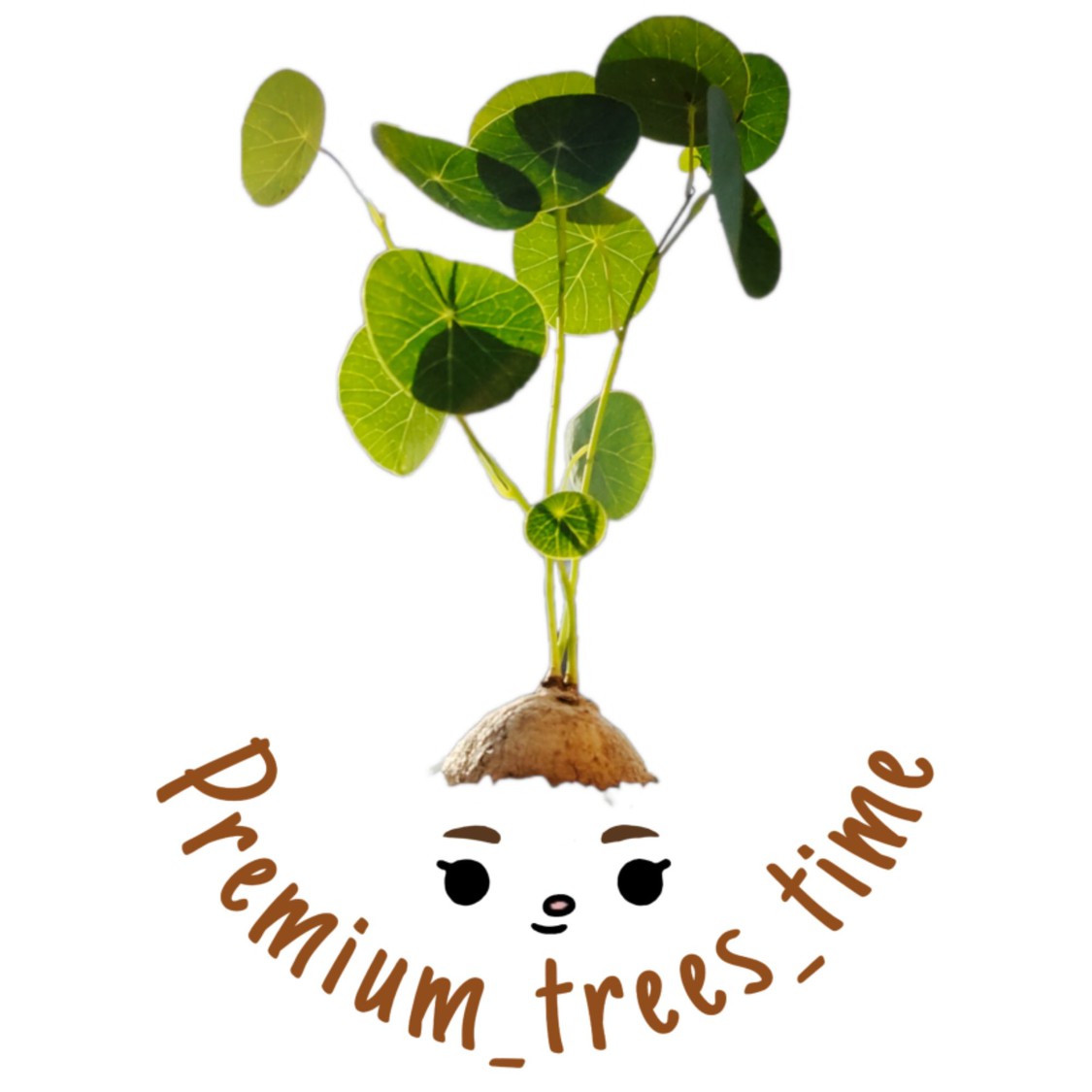 premium_trees_time, ร้านค้าออนไลน์ | Shopee Thailand