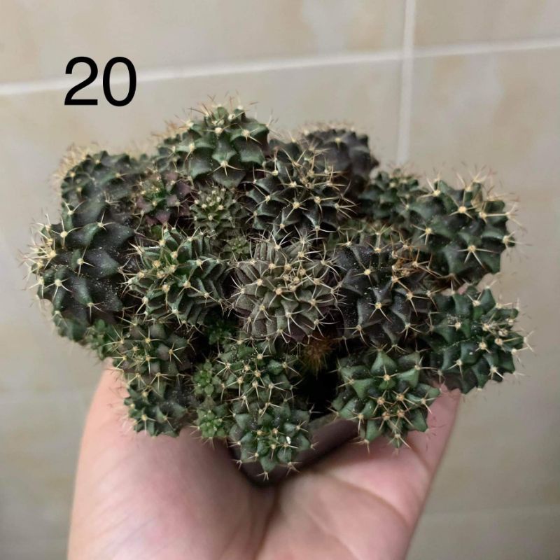 VOS014a แท้ ไม้เมล็ด - comsan2529 - ThaiPick