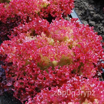 Lollo Rosa Seeds - Red Lettuce Seedsคื่นฉ่ายแม่และเด็กดอกทานตะวันผักชี ...