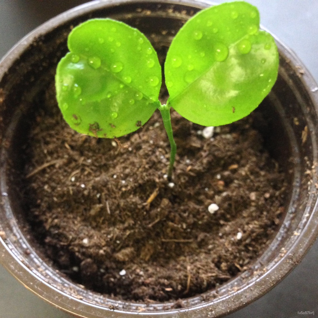 จุดประเทศไทย Galaxy Seeds Bonsai Kalamansi Seeds for Planting Vegetable ...