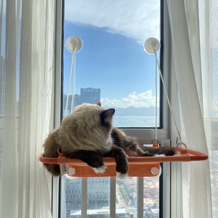 สินค้าใหม่ Rabbit Selection Pet Furrytail PET WINDOW PERCH ...