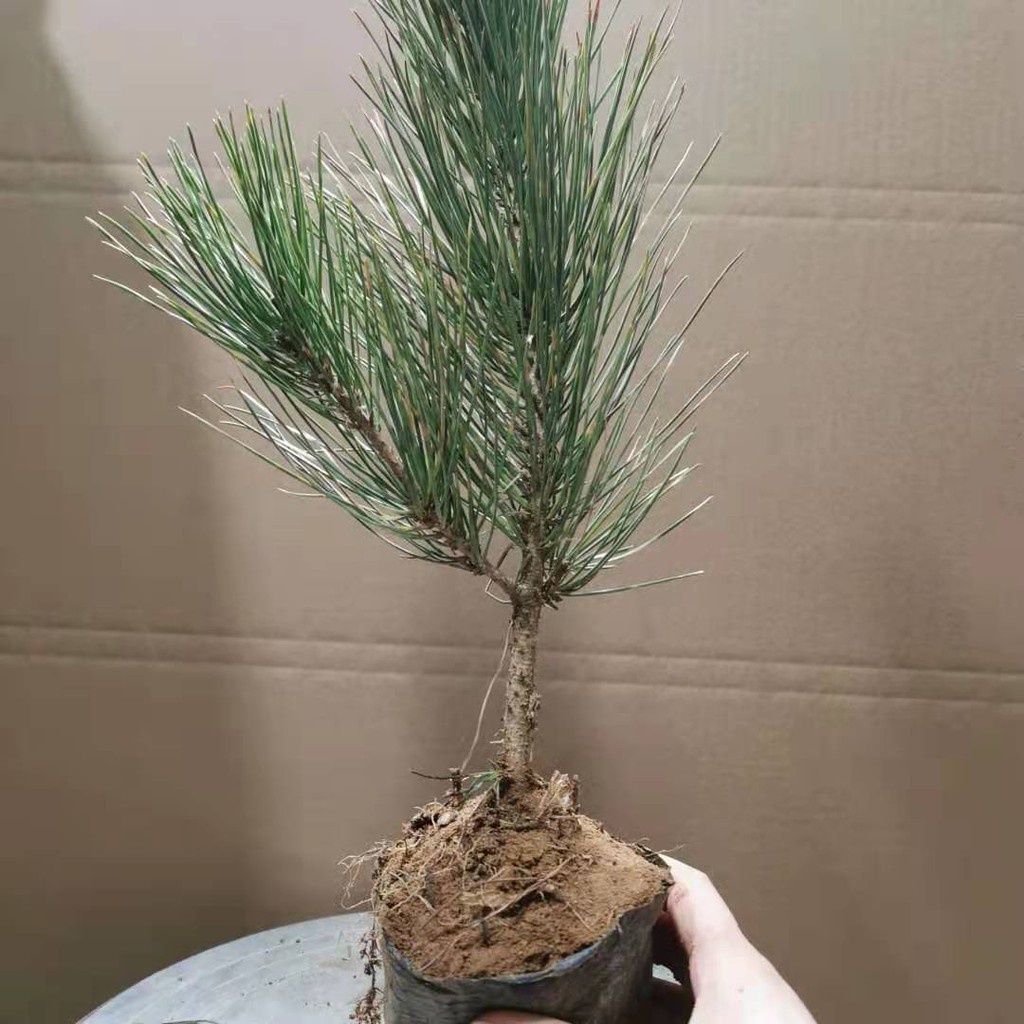 กำลังปลูกต้นไม้ Black pine bonsai indoor bonsai miniature bonsai pine ...