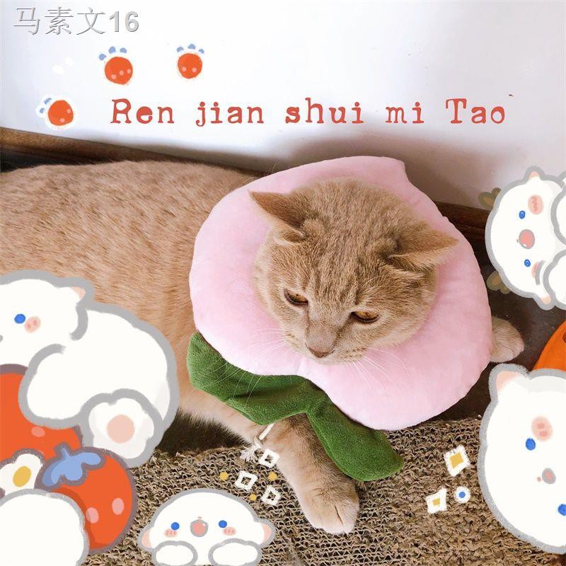 Cat Elizabeth laps sterilization supplies collar licking the soft cloth ...