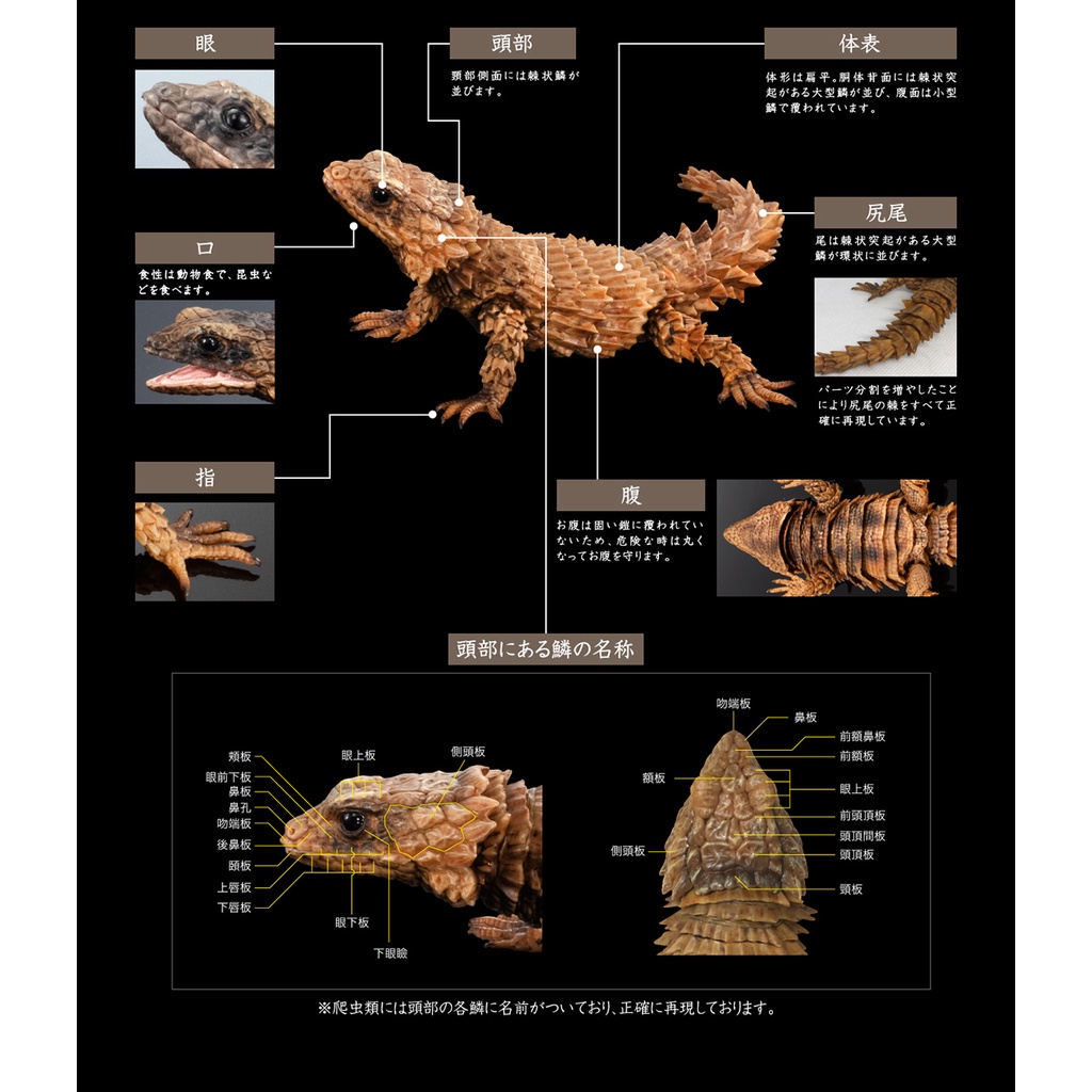 (มีของพร้อมส่ง) กาชาปองกิ้งก่ามังกร Gashapon Bandai Premium Armadillo ...