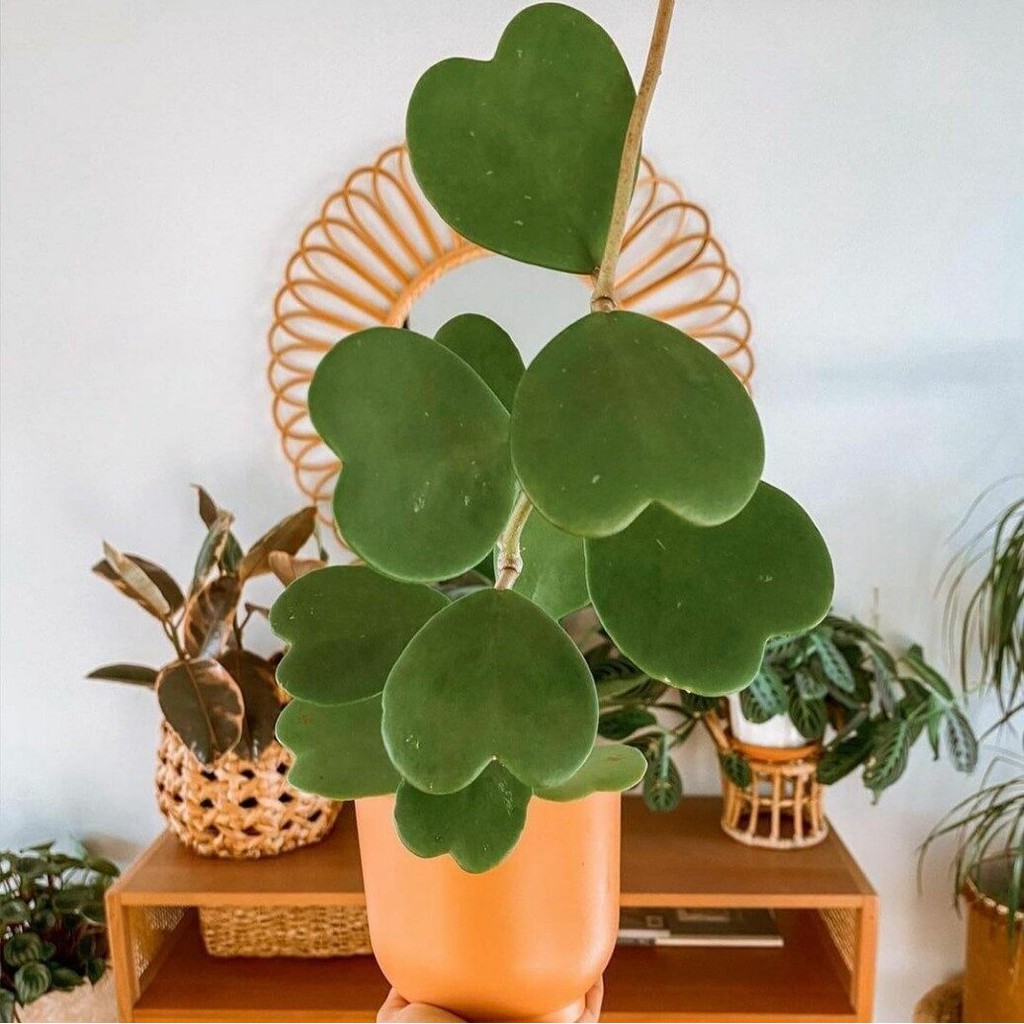 Hoya Kerrii โฮย่า ใบรูปหัวใจ ไม้เลื้อย ต้นไม้แห่งสัญญลักษณ์แห่งความรัก ...