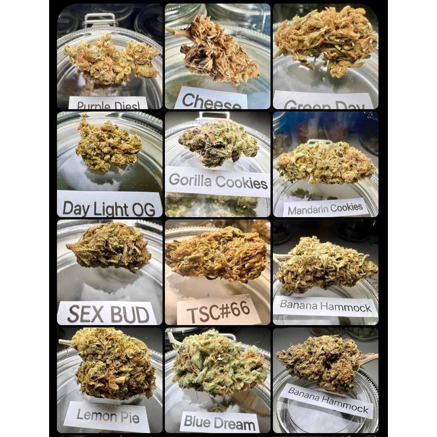 ดอกOG Girl Scout Cookies - 1 กรัม - chilllife.og - ThaiPick