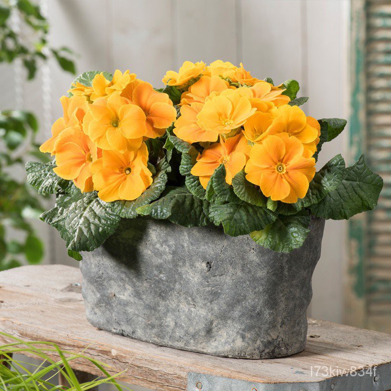 100pcs primrose potted plants, four seasons primrose seed greening ...