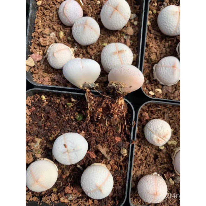 Evansii ถูกที่สุด พร้อมโปรโมชั่น พ.ค. 2023|BigGoเช็คราคาง่ายๆ