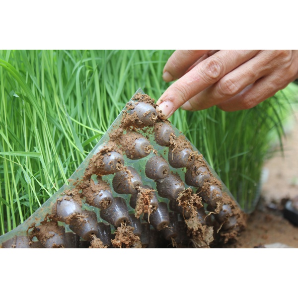 ถาดเพาะกล้านาโยน 561 หลุม จำนวน 700 ชิ้น ถาดนาโยน เพาะกล้าข้าว ถาดเพาะ ...