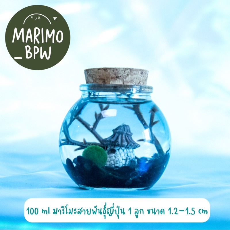 พร้อมส่ง set marimo โหลกลมรุ่น 2 - marimobpw - ThaiPick