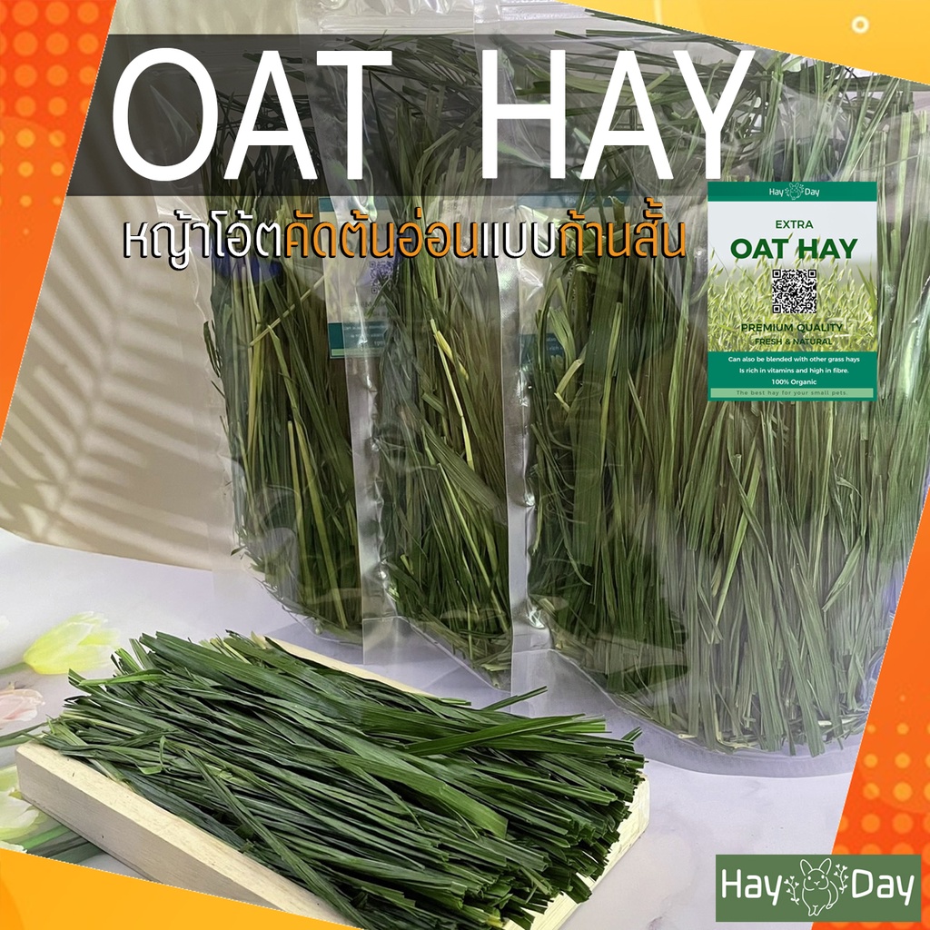 หญ้าโอ๊ต Oat hay ก้านสั้น สำหรับกระต่ายและสัตว์ฟันแทะ รอบเก็บเกี่ยวใหม่ ...