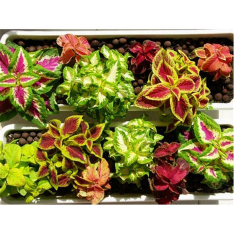 50 PCS Rare Mix Coleus Seeds Lithops Seeds Garden Colorful Flowers ...