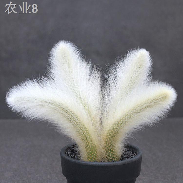 ลีเมอร์เก้าหาง หางลิง โพสต์ Succulents กระถางในร่ม ดอกไม้ พืชระเบียง ...