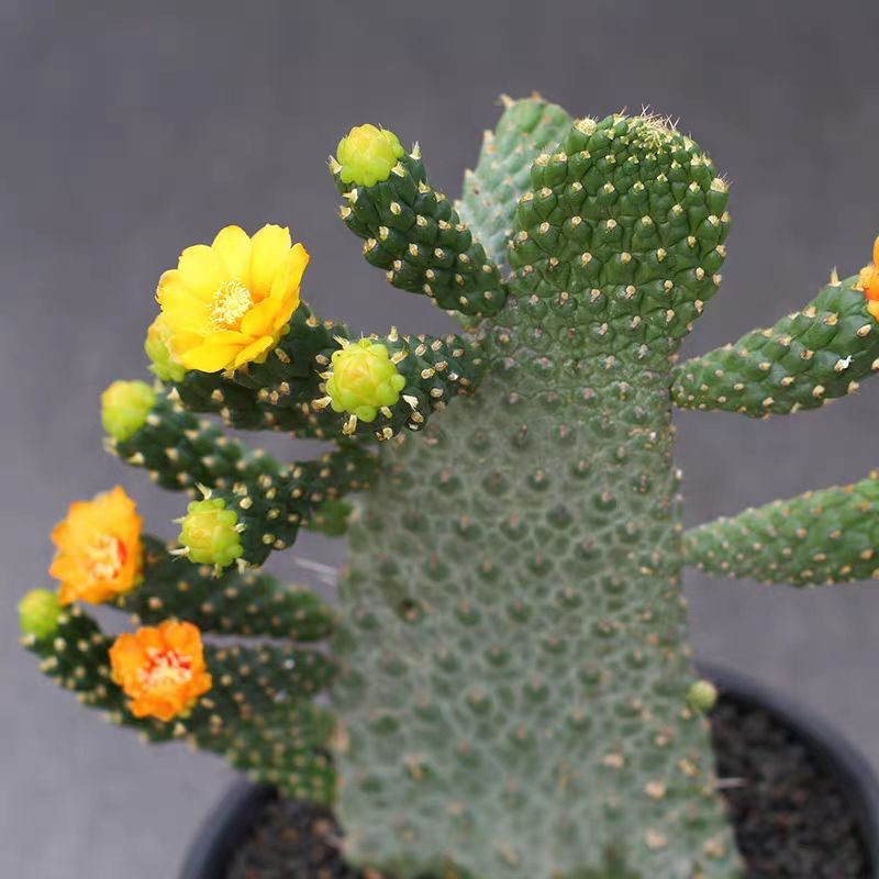 Consolea ถูกที่สุด พร้อมโปรโมชั่น ต.ค. 2022|BigGoเช็คราคาง่ายๆ