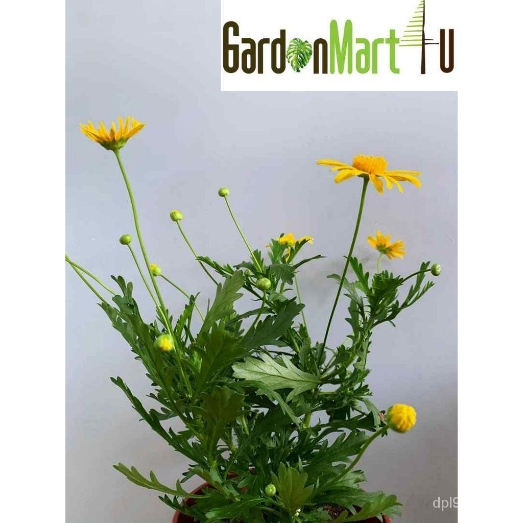 GardenMart4U Live Plant Euryops pectinatus Viridis Pokok Hiasan Pokok ...