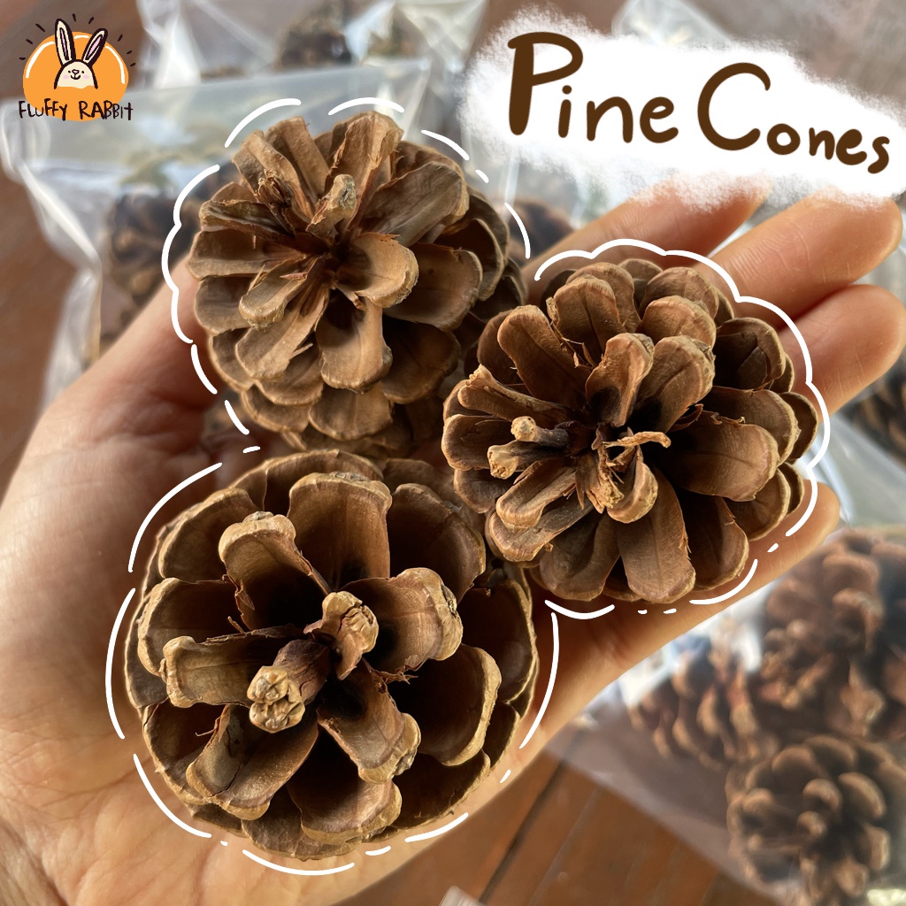 ลูกสน (Pine Cone) // บรรจุถุงละ 3 ลูก | Shopee Thailand