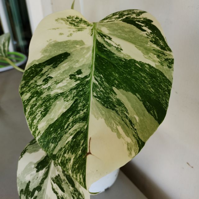 BM Plants, ร้านค้าออนไลน์ | Shopee Thailand