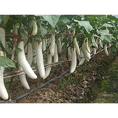Plantfilled Eggplant Long White Seeds - Vegetable - 10 ...