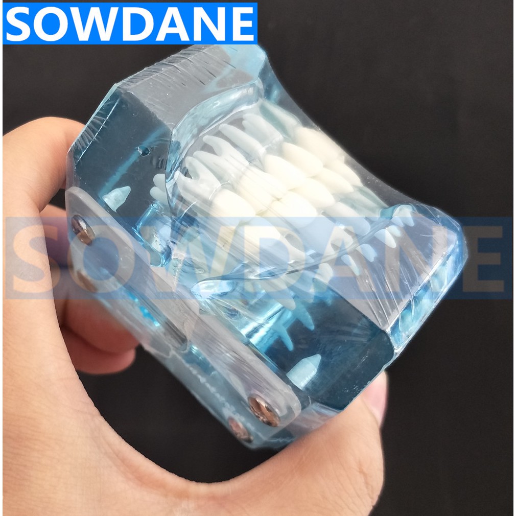 Dental Standard Tooth Model Orthodontic Model for Communication Dental ...