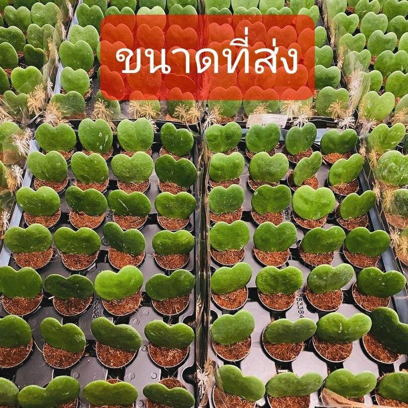 Hoya Kerrii โฮย่า ใบรูปหัวใจ ไม้เลื้อย ต้นไม้แห่งสัญญลักษณ์แห่งความรัก ...
