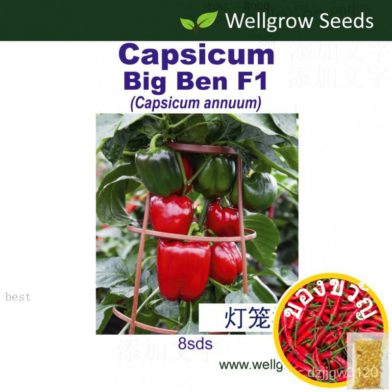Capsicum F1 Big Ben (8ds) 灯笼草long Lada Bengalaเมล็ดพันธุ์ผักต้านทานโรค ...