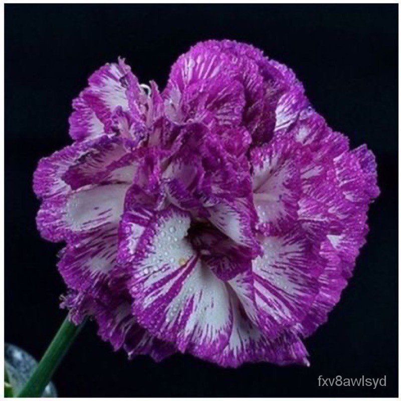 【Ready Stock】 Biji Benih Bunga Carnation Campur Warna Flower seeds ...