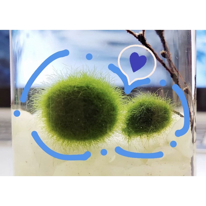 ชุด 5 แถม ปุ๋ย 1ขวด สาหร่ายมาริโมะ - MariMo ️ขนาด 0.5 cm 5ลูก แถม ปุ๋ย1 ...