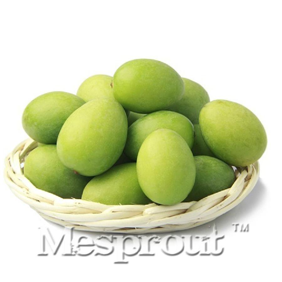 Very Popular Canarium Album 5pcs, Indian Canarium Album Evergreen Tree ...