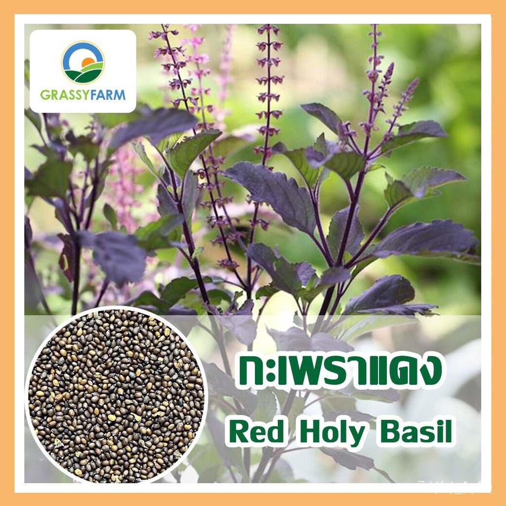 ใบกะเพราอบแห้ง - Dried Holy Basil 100g (เกรดส่งออก) - wanaleefood ...
