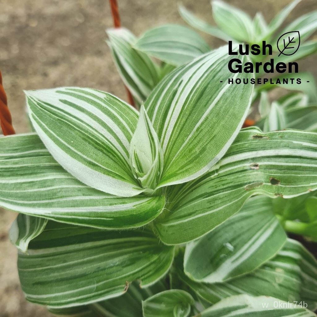 Tradescantia fluminensis 'Albovittata'/Giant White Inch Plant 150mm Pot ...