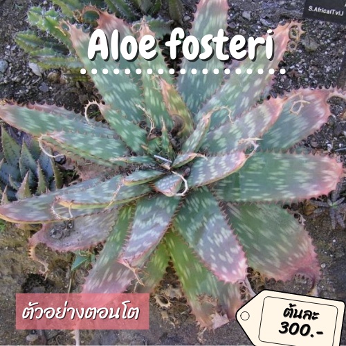 Aloe fosteriอะโลฟอสเทริ ไม้เพาะเมล็ด aloefosteri อโลเวร่า ...