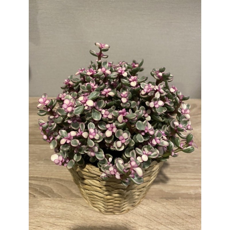 pingpong.15, ร้านค้าออนไลน์ | Shopee Thailand